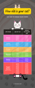 Cat Age Chart: How Old is Your Cat in Human Years?